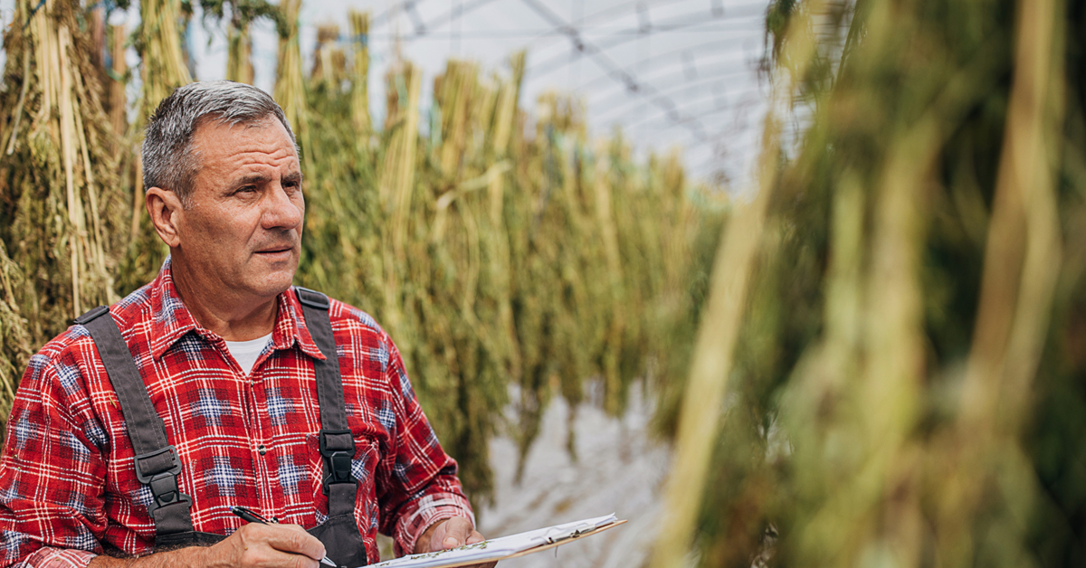 Exacting Conditions for Hemp Drying - Polygon Group