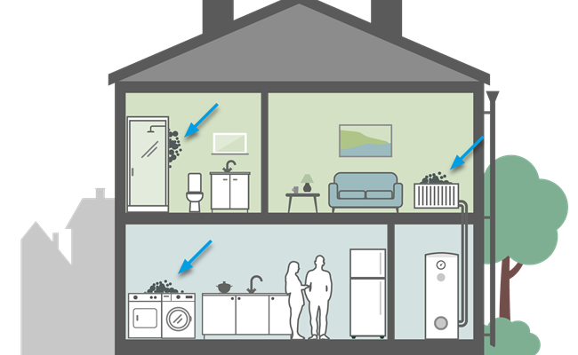 Damp and Mould - Polygon Group