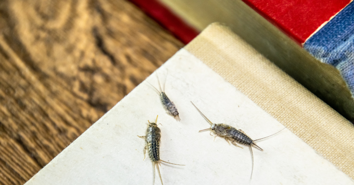 The Silverfish Menace: Protecting Books and Paper Documents - Polygon Group